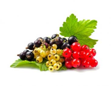 Die besten Ribisel Rezepte - ichkoche.at