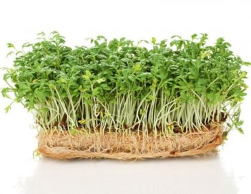 Die besten Kresse Rezepte - ichkoche.at